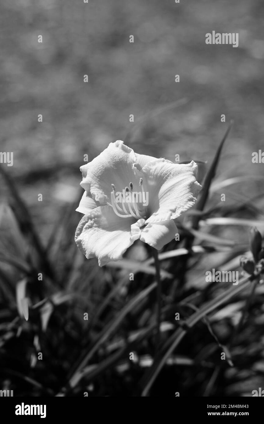 Beautiful summer daffodil flower growing in the fields in a black and ...