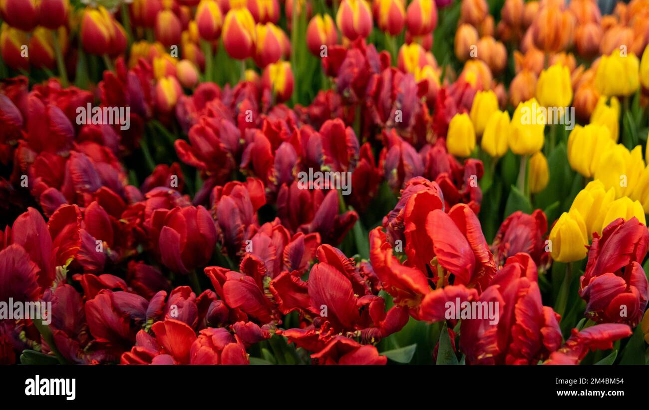 fresh flowers red and yellow tulips mockup greeting card background ...