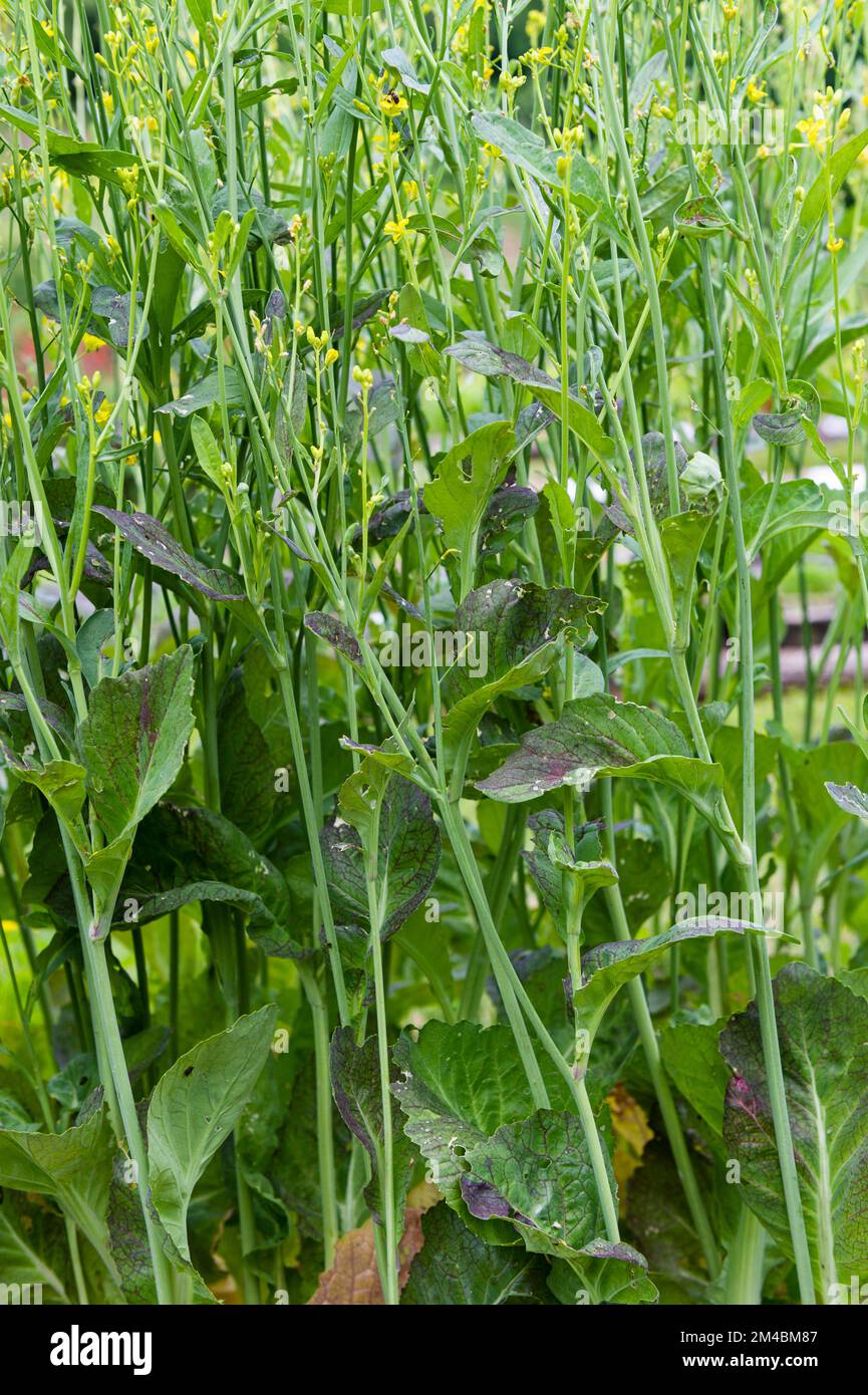 mustard plants, bergamo, italy Stock Photo - Alamy