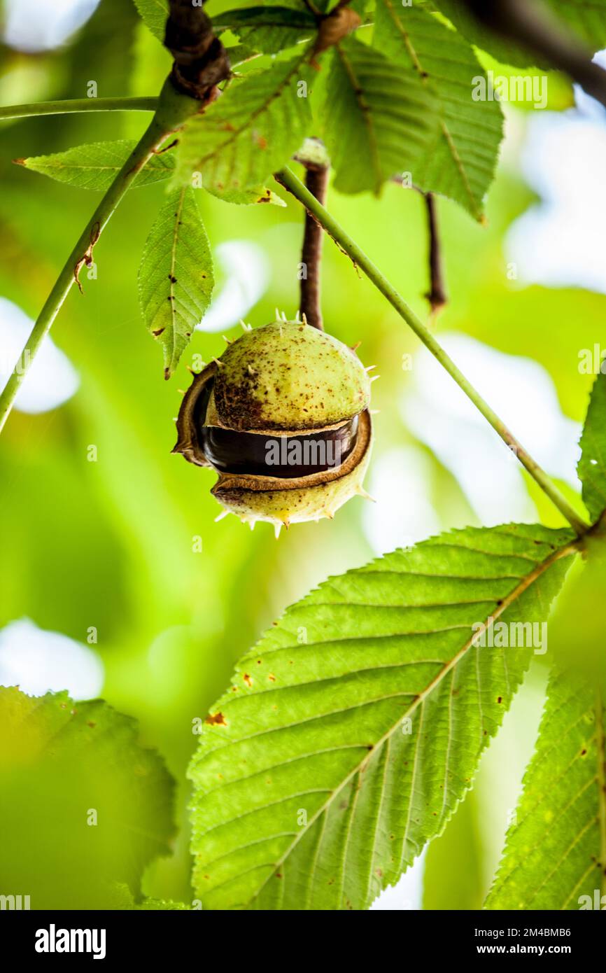 chestnut close up Stock Photo - Alamy