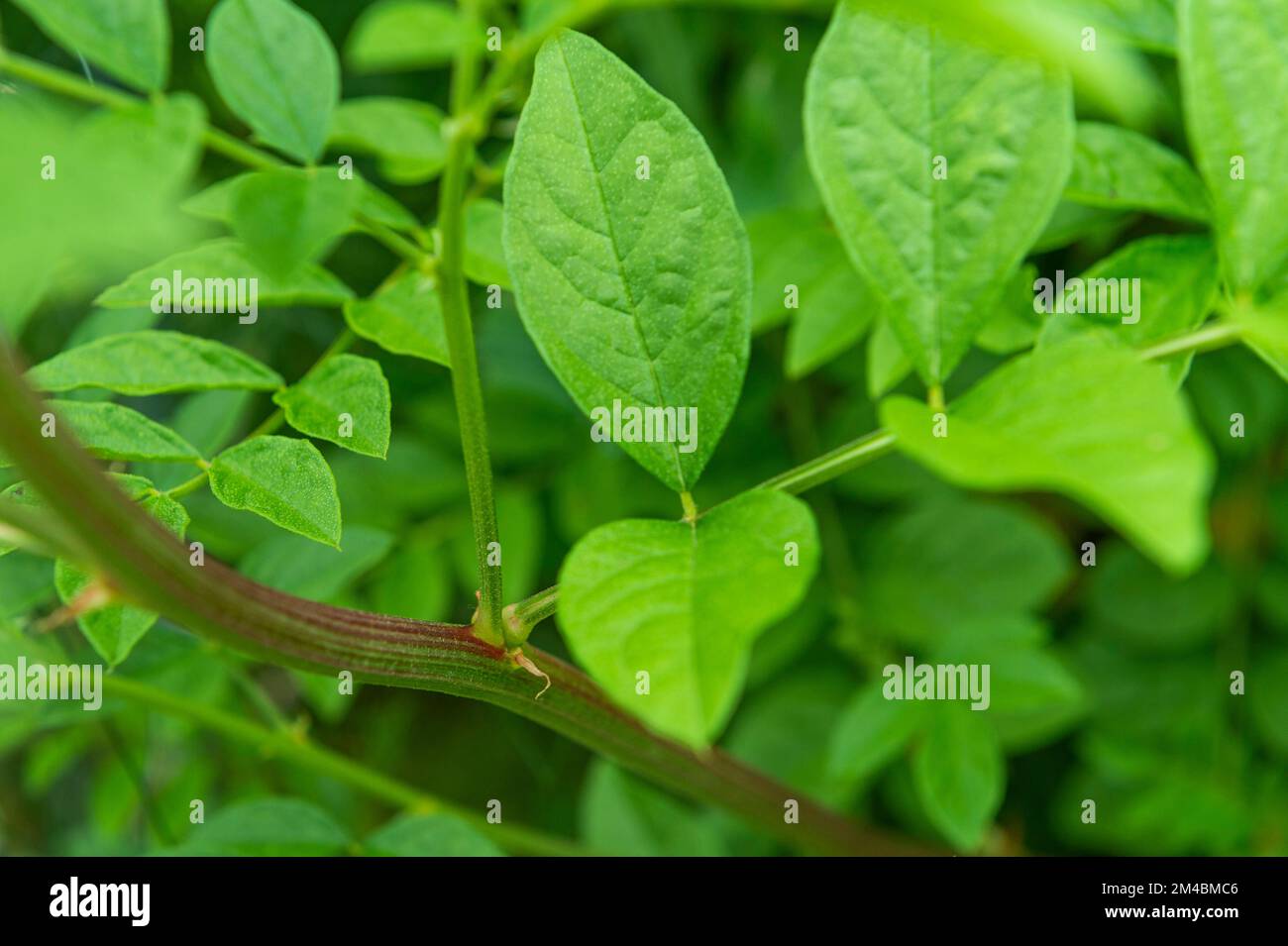 Liquorice plant hi-res stock photography and images - Alamy