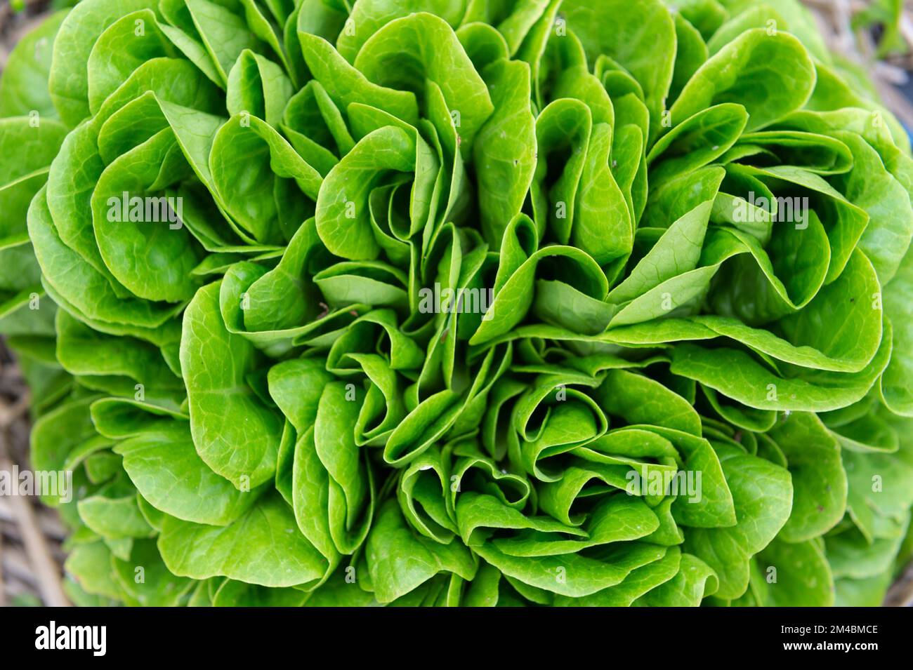 Green nature italy hi-res stock photography and images - Alamy