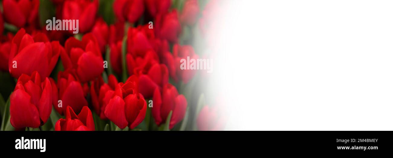fresh flower red tulips mockup greeting card with place for text Stock ...