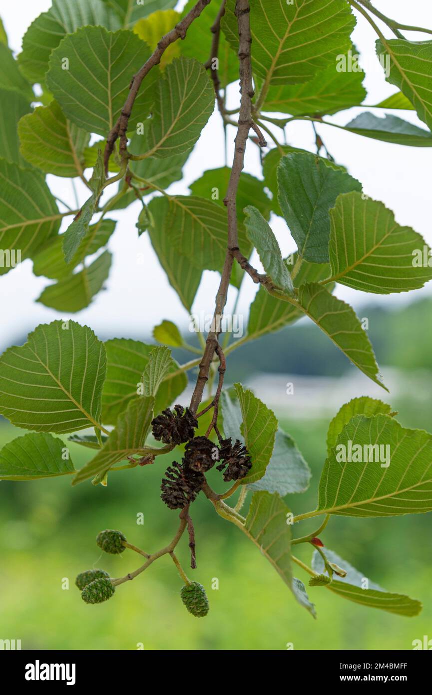 alder fruits and leaves, bergamo, italy Stock Photo - Alamy