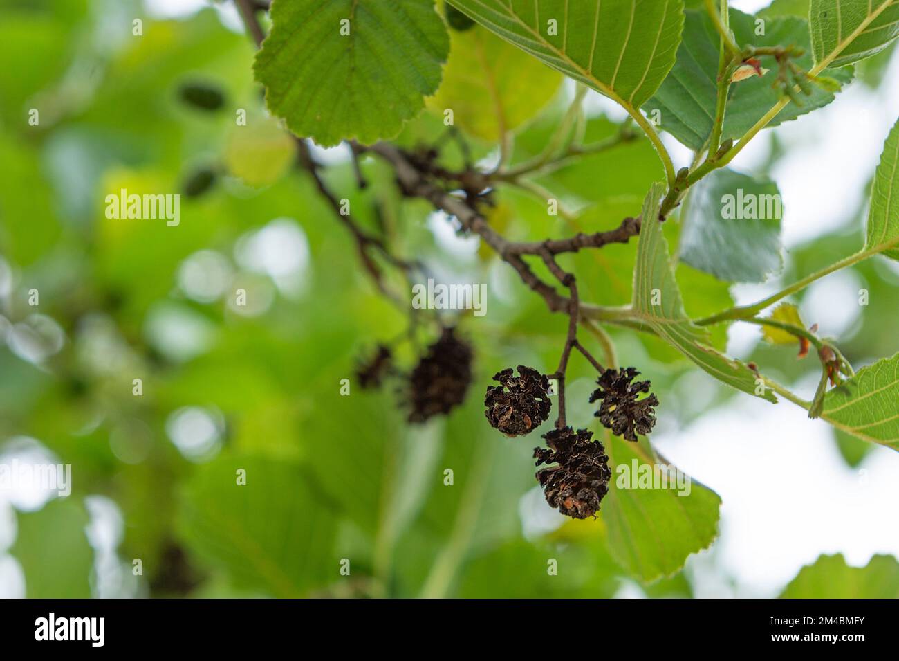 alder fruits and leaves, bergamo, italy Stock Photo - Alamy