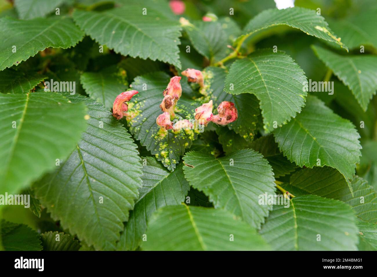Tetraneura akinire hi-res stock photography and images - Alamy
