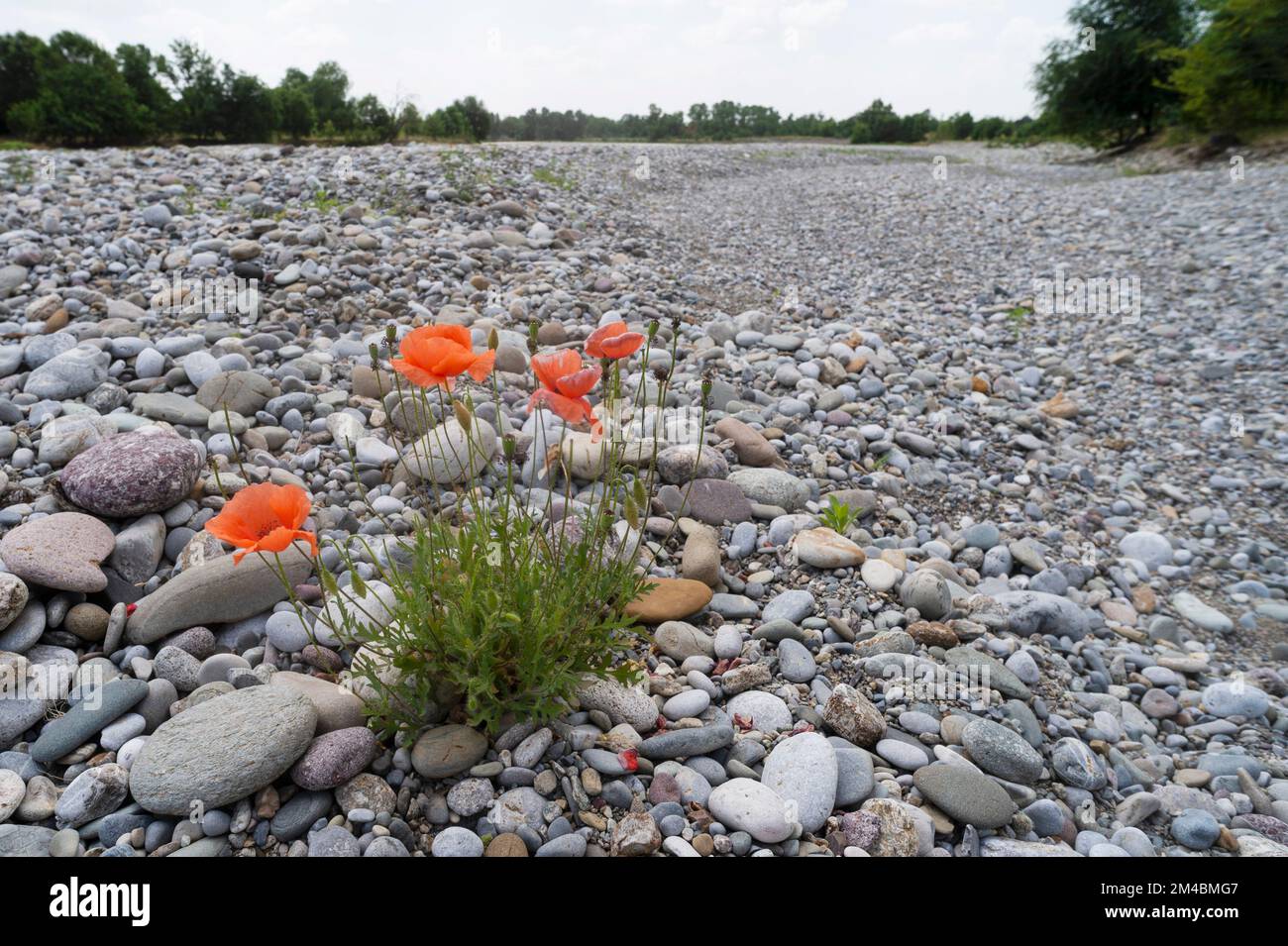poppy flowers in the serio river, urgnano, italy Stock Photo - Alamy