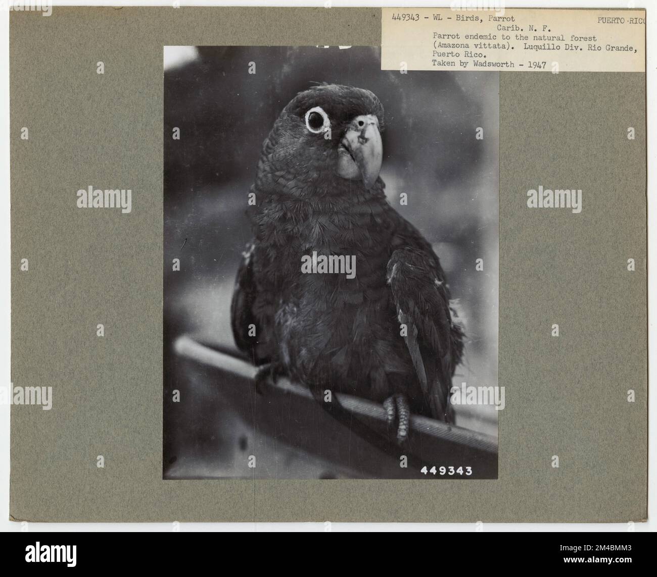 Birds - "P". Photographs Relating to National Forests, Resource ...
