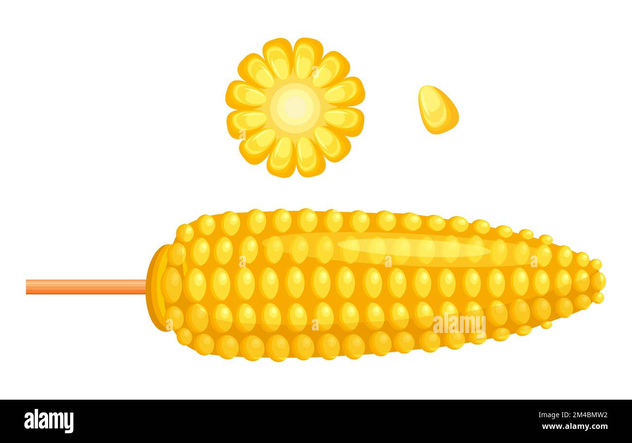 Vector corn in cartoon style. Corn cob or corn cob, highlighted on a ... Vector corn in cartoon style. Corn cob or corn cob, highlighted on a ...