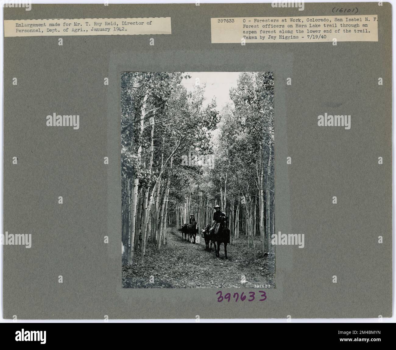 Foresters at Work - Colorado. Photographs Relating to National Forests ...