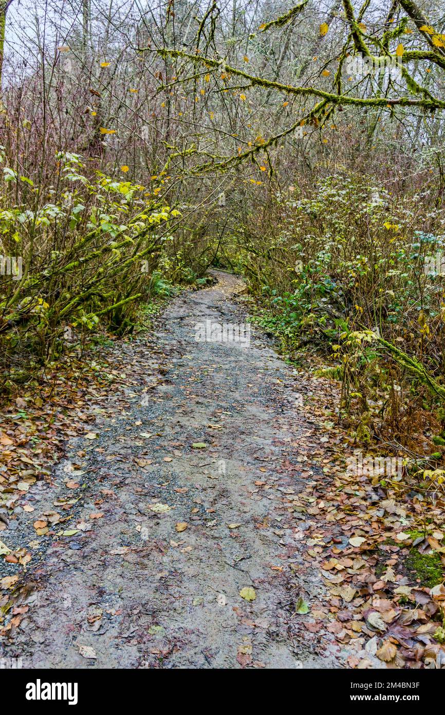 A trail in windter at Dash Point State Park in Washington State Stock ...
