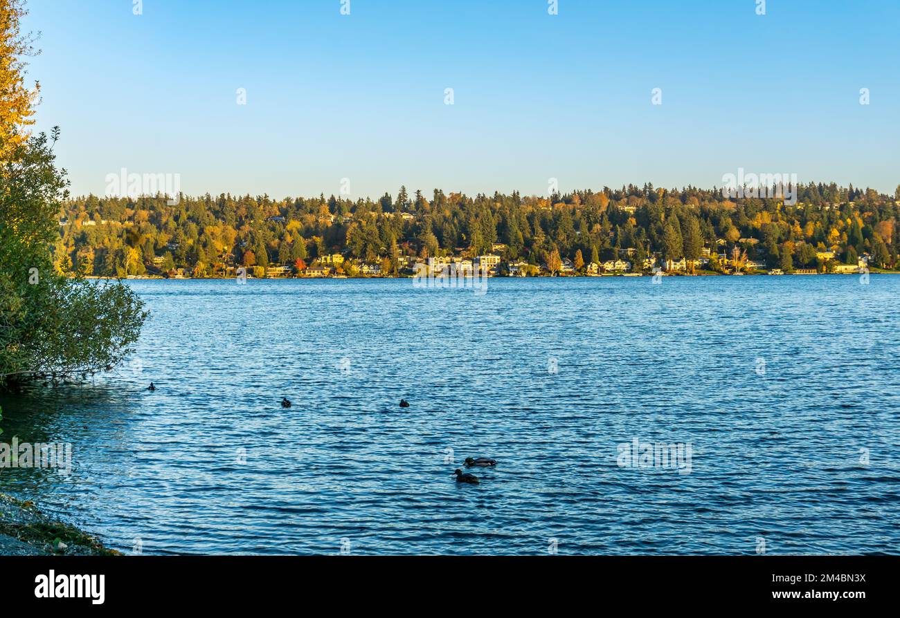 Fall trees on Mercer Island near Seattle Stock Photo - Alamy