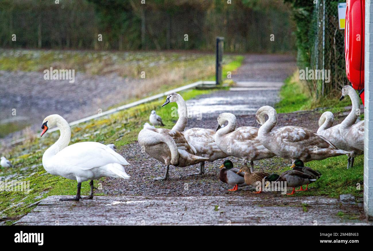 Clatto country park dundee hi-res stock photography and images - Alamy