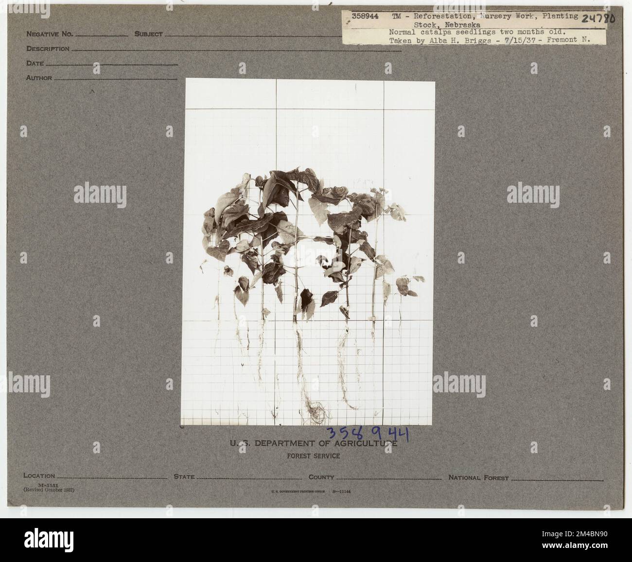 Nurseries: Planting Stock - Nebraska. Photographs Relating to National ...