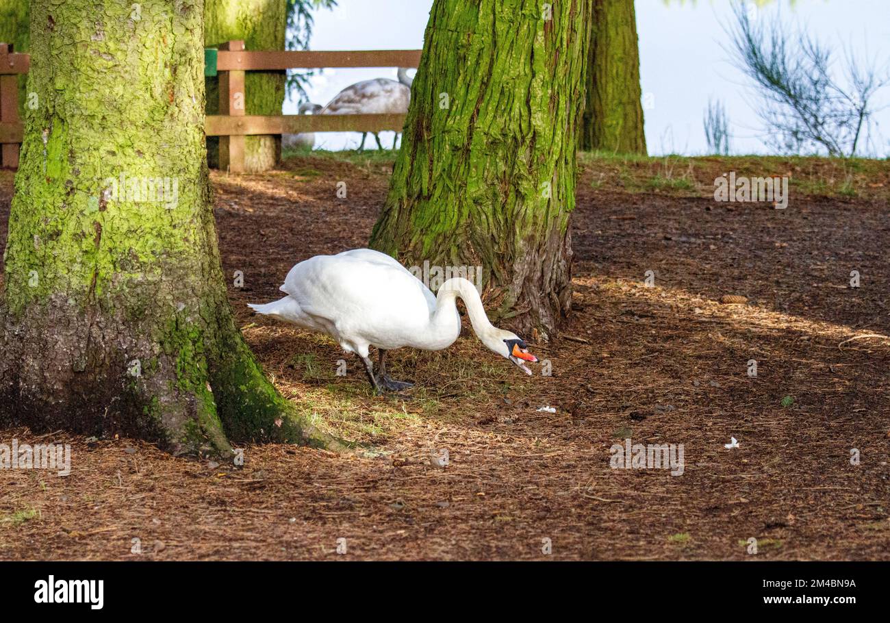 Clatto country park dundee hi-res stock photography and images - Alamy
