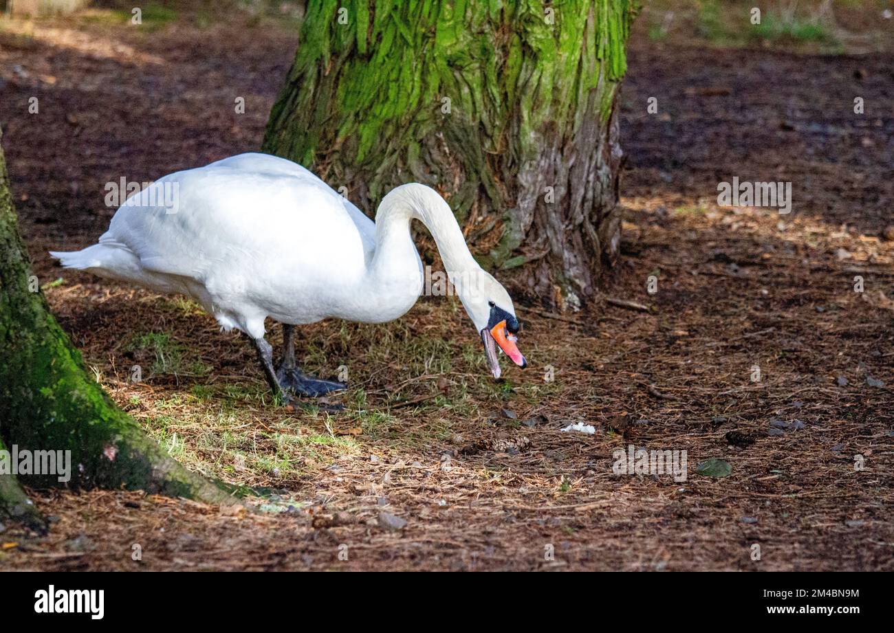 Clatto country park dundee hi-res stock photography and images - Alamy