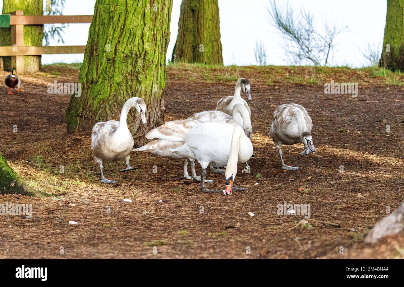 Clatto country park dundee hi-res stock photography and images - Alamy