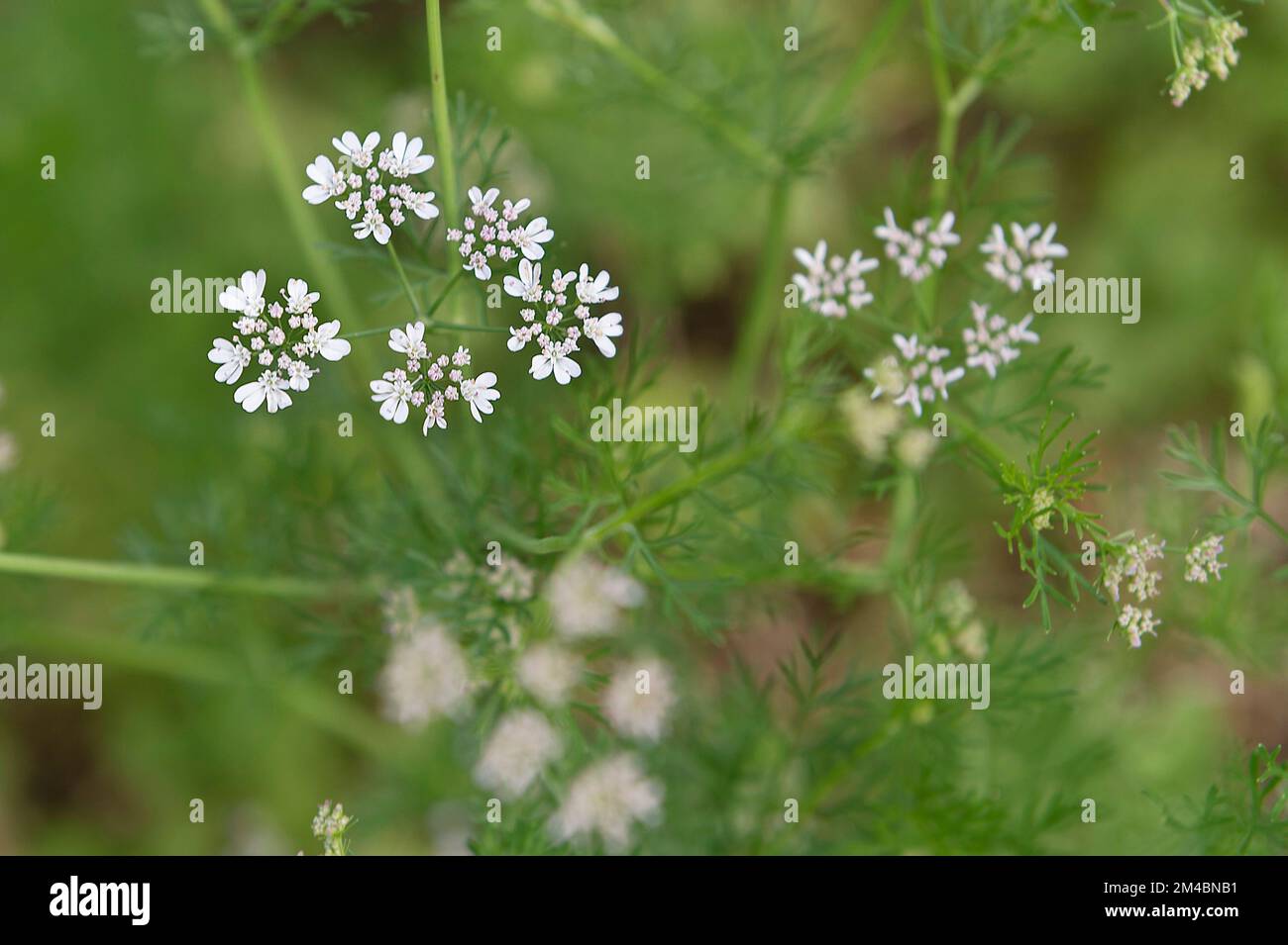 Coriander flowers hi-res stock photography and images - Alamy