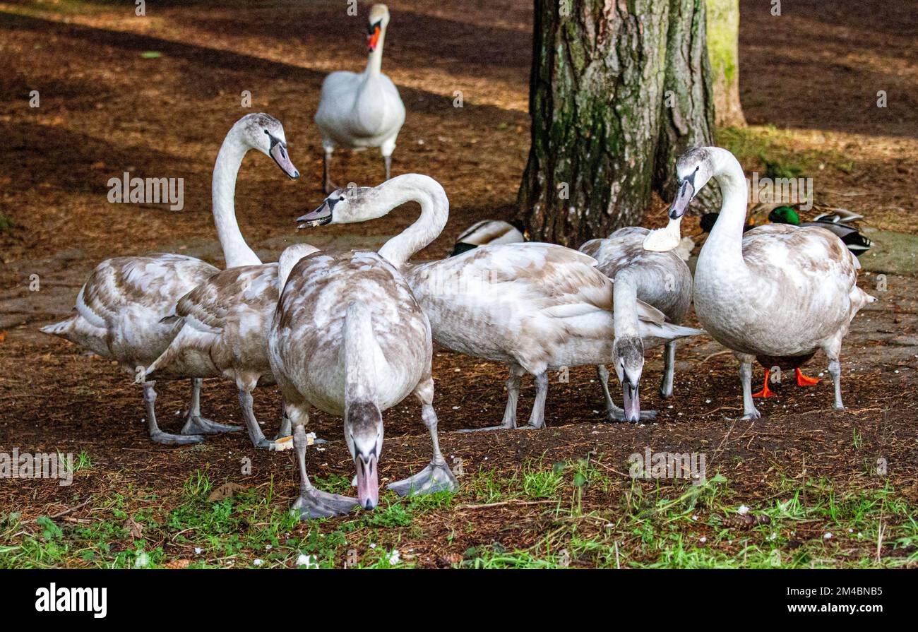 Clatto country park dundee hi-res stock photography and images - Alamy