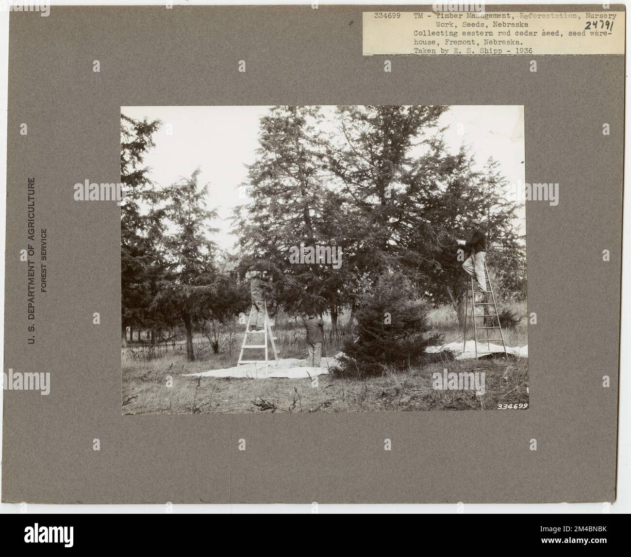 Nurseries: Tree Seeds - Nebraska. Photographs Relating to National ...