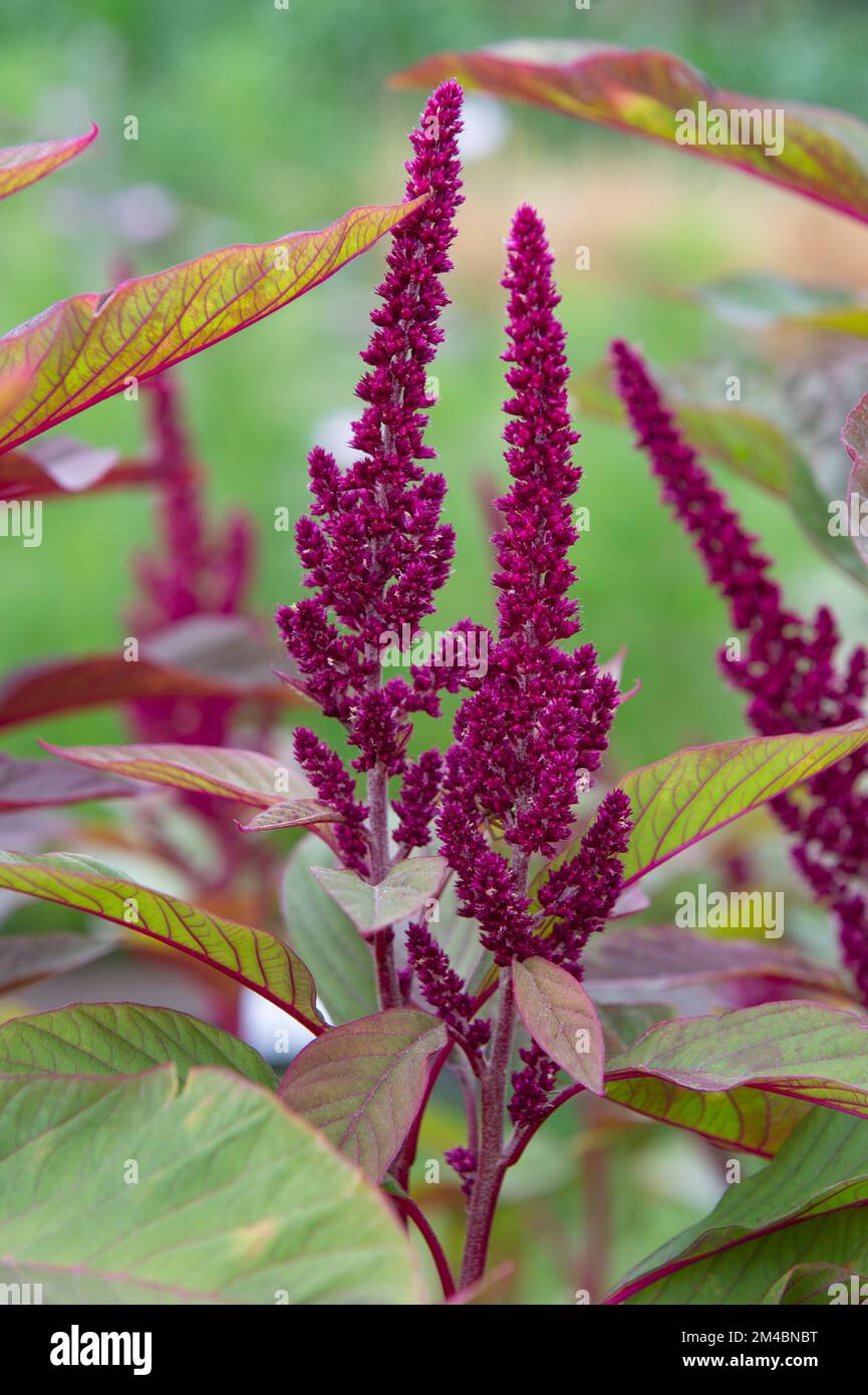 amaranthus cruentus flowers, bergamo, italy Stock Photo - Alamy