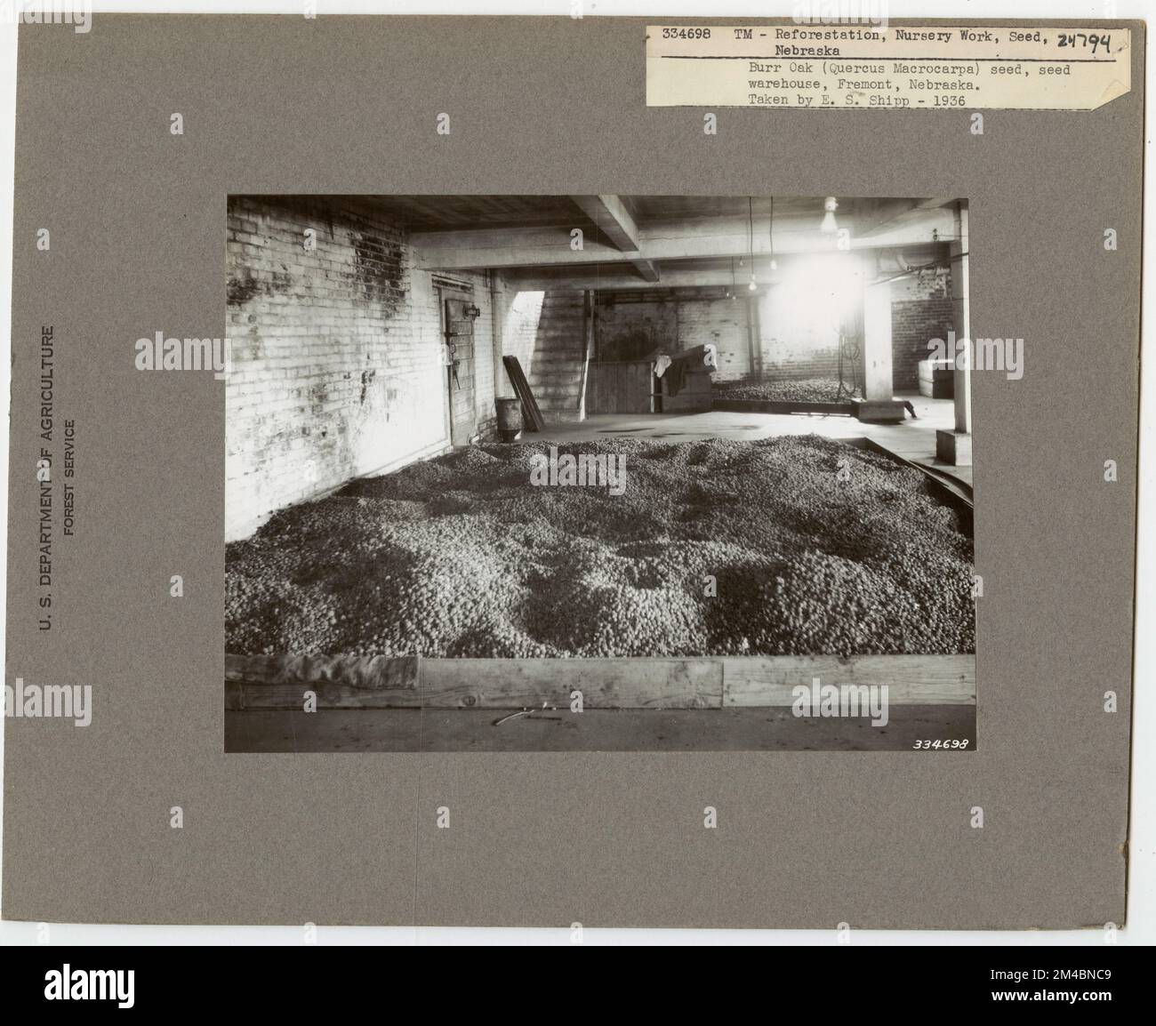 Nurseries: Tree Seeds - Nebraska. Photographs Relating to National ...