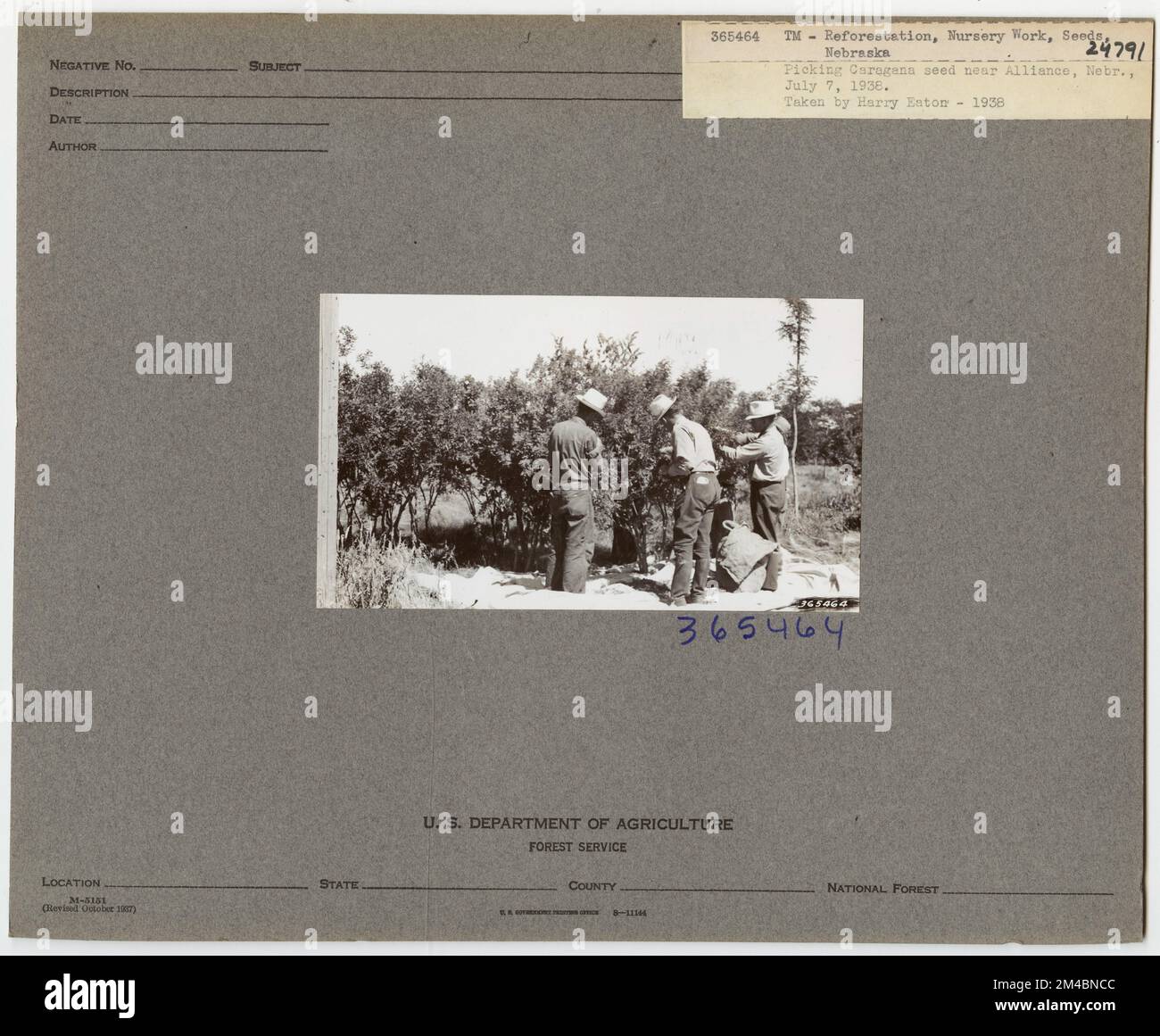 Nurseries: Tree Seeds - Nebraska. Photographs Relating to National ...