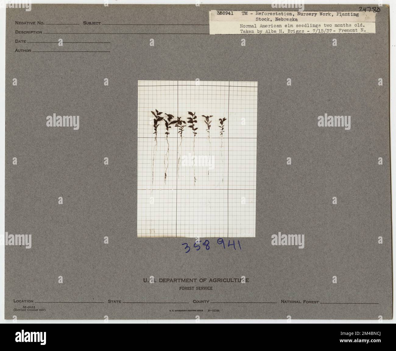 Nurseries: Planting Stock - Nebraska. Photographs Relating to National ...