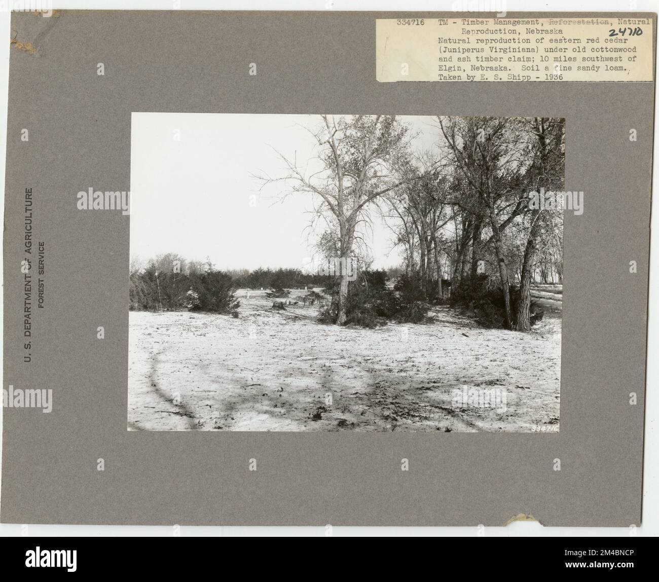 Reforestation - Nebraska. Photographs Relating to National Forests ...