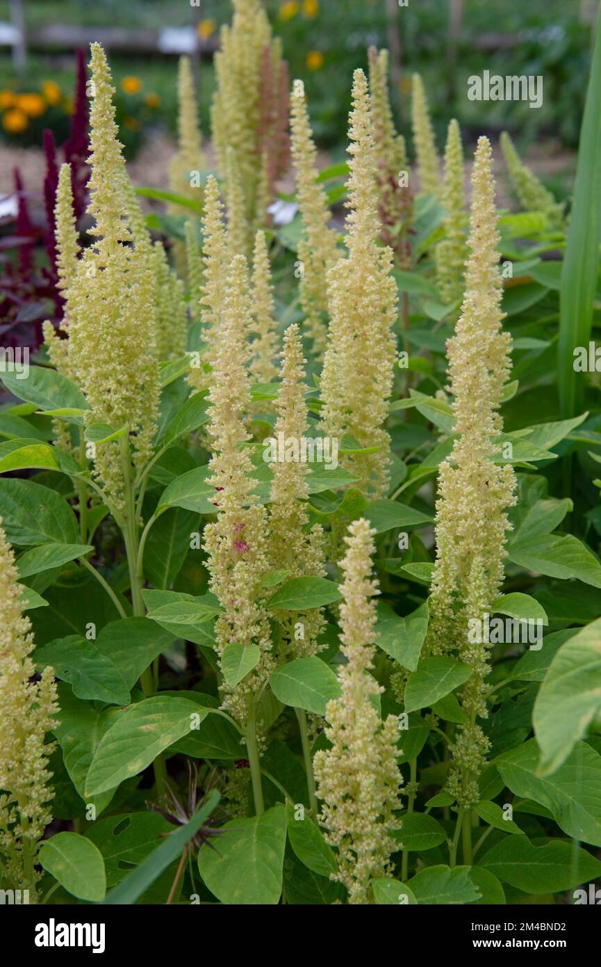 Queue de renard amaranth hi-res stock photography and images - Alamy