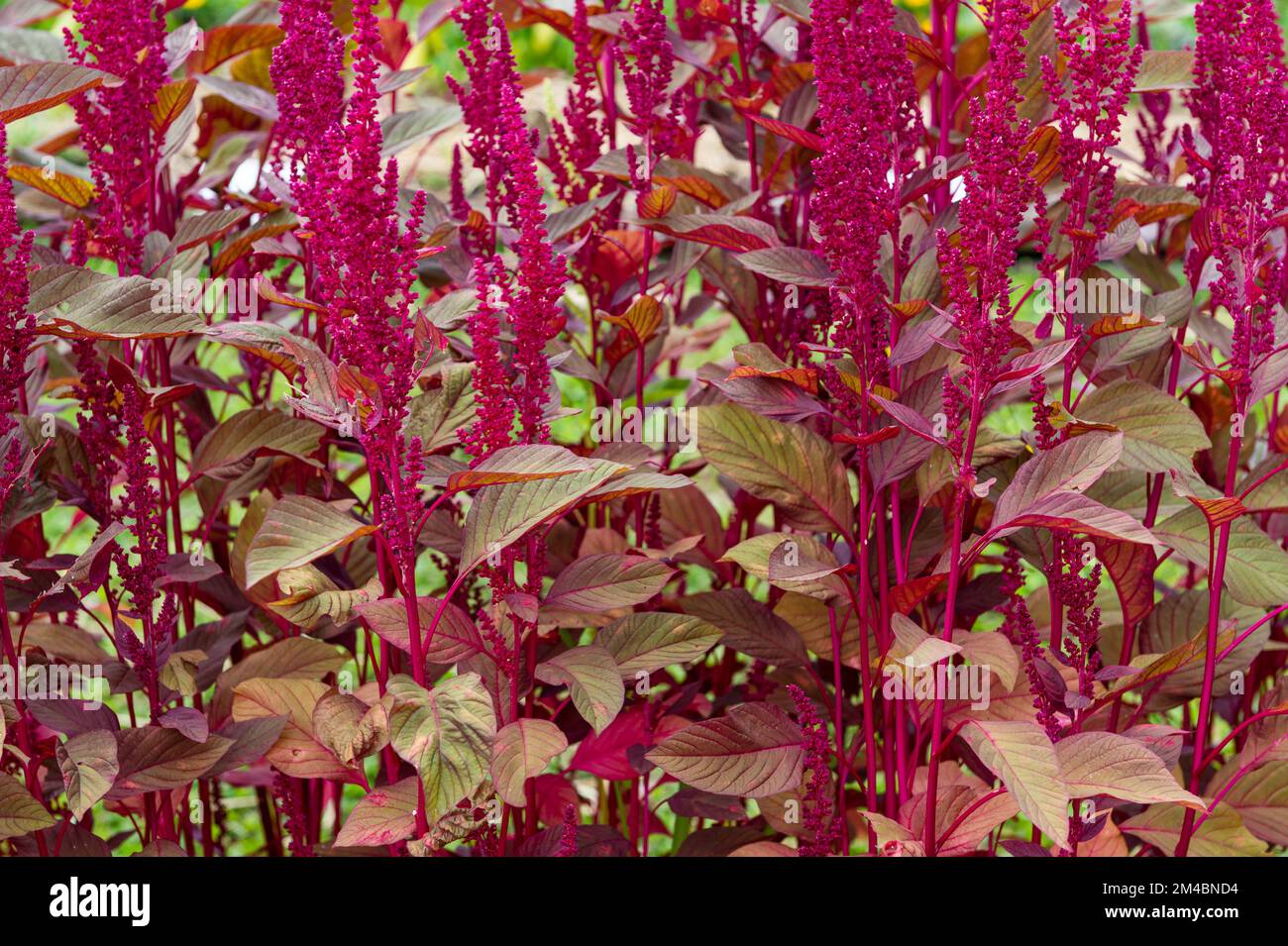 amaranth plants, bergamo, italy Stock Photo - Alamy
