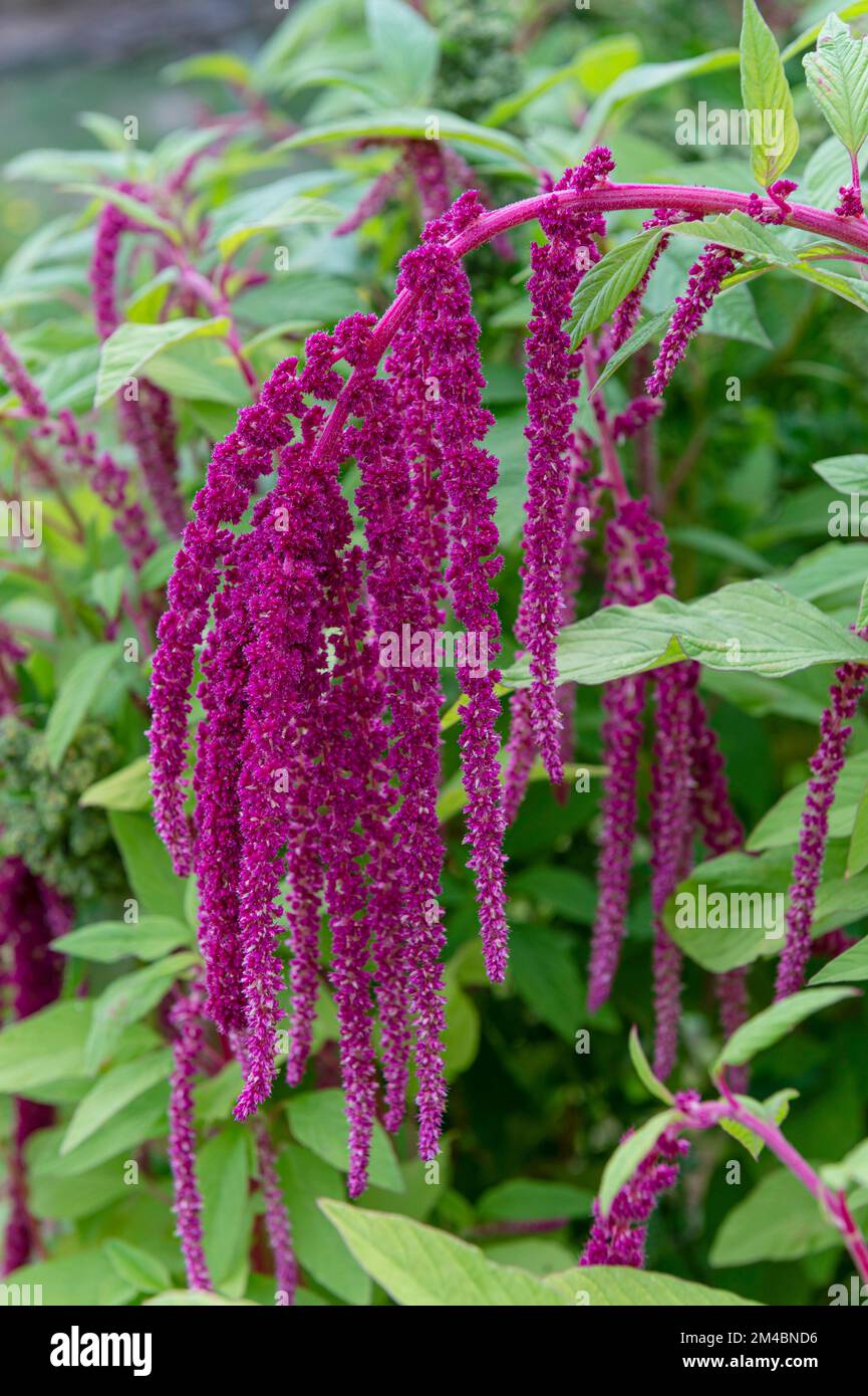 love lies bleeding amaranth, bergamo, italy Stock Photo - Alamy