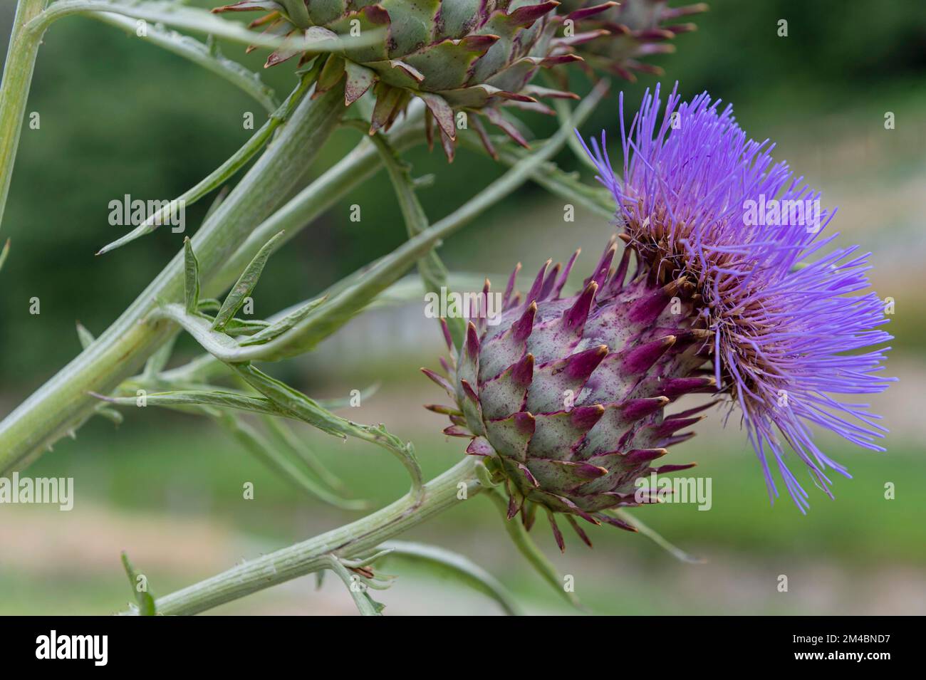 milk thistle flower, bergamo, italy Stock Photo - Alamy