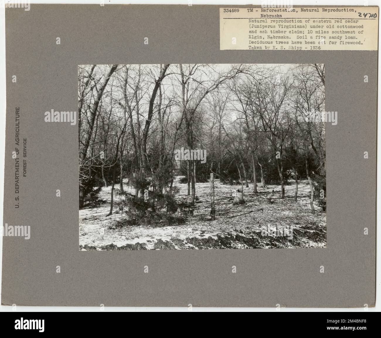 Reforestation - Nebraska. Photographs Relating to National Forests ...