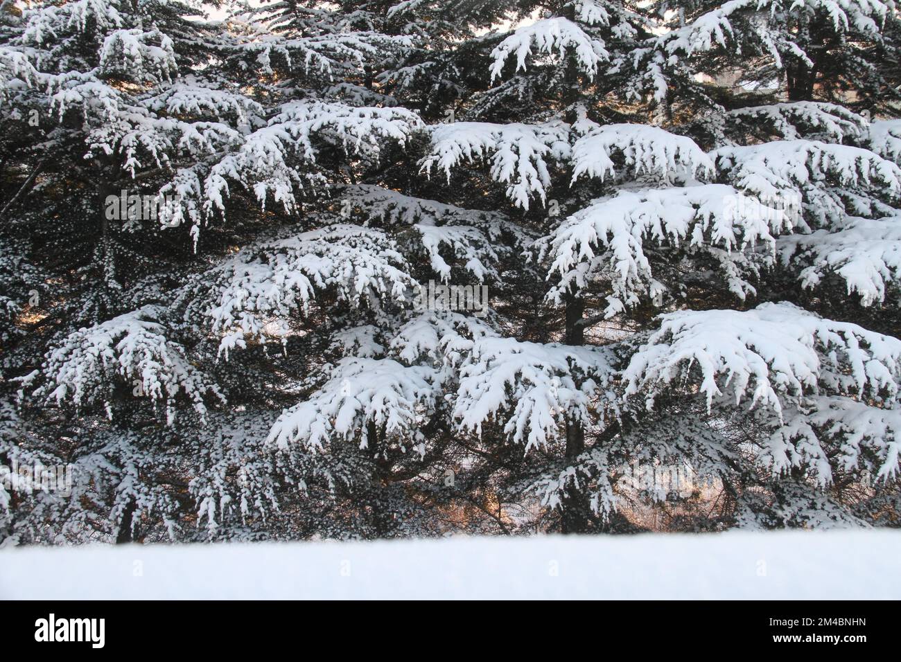 Affected by the strong cold air, a heavy snow fell in Weihai City, east ...