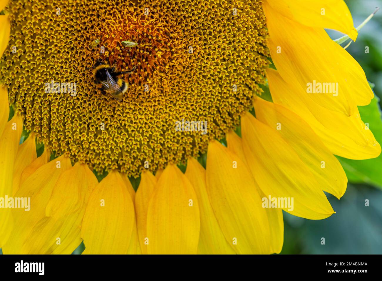 sunflowers field near sp 52, crema, italy Stock Photo - Alamy