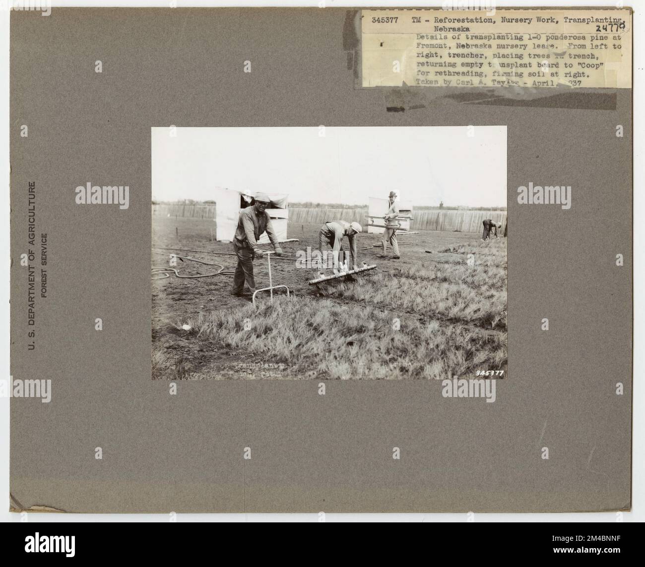 Nurseries: Transplants - Nebraska. Photographs Relating to National ...