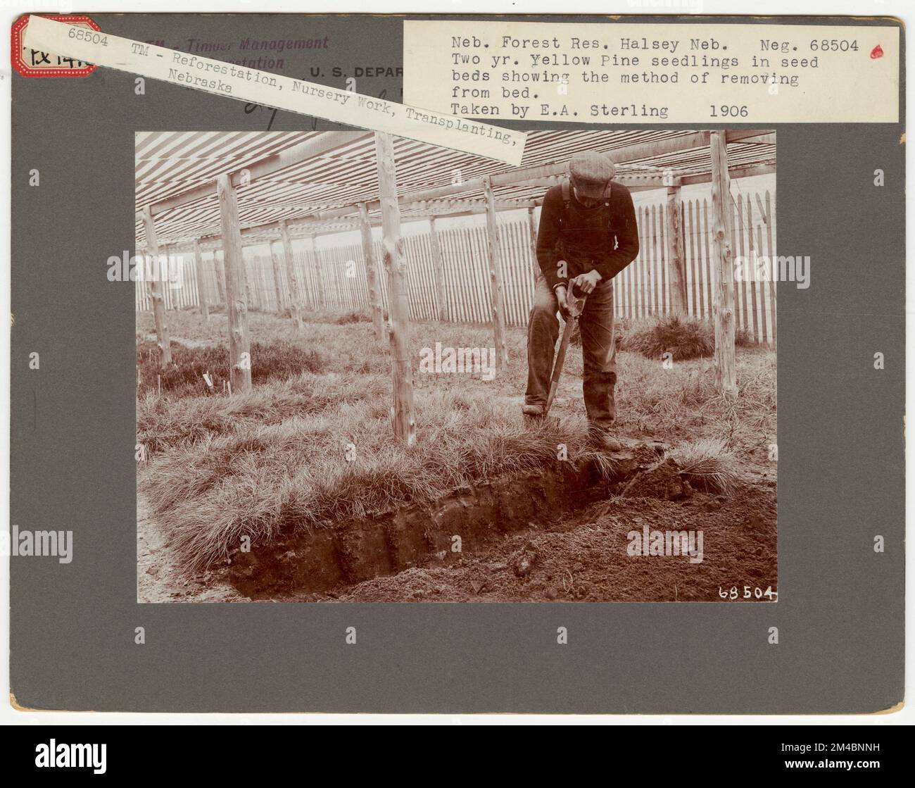 Nurseries: Transplants - Nebraska. Photographs Relating to National ...