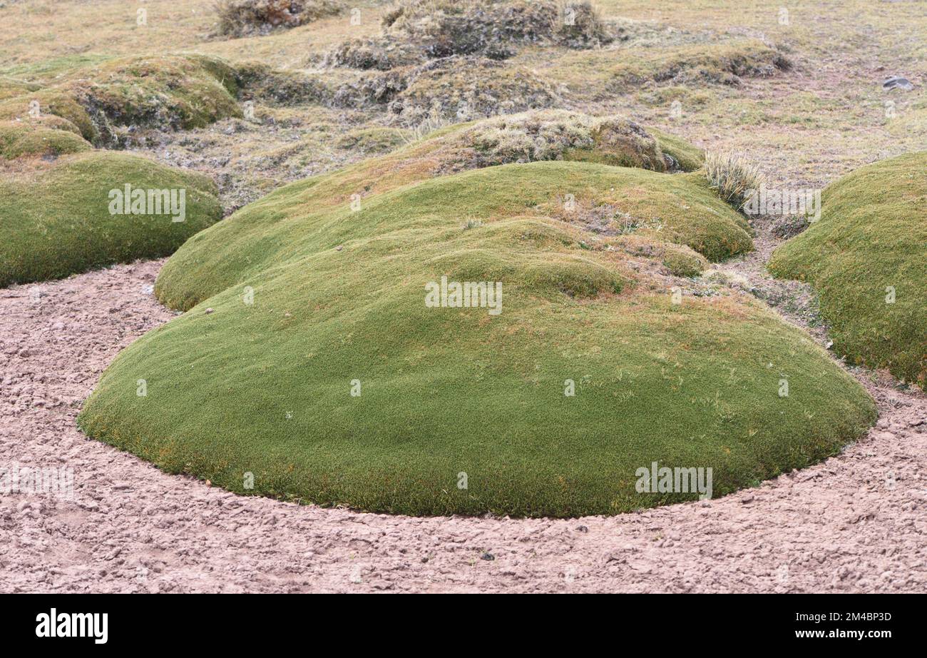 Low vegetation hi-res stock photography and images - Alamy