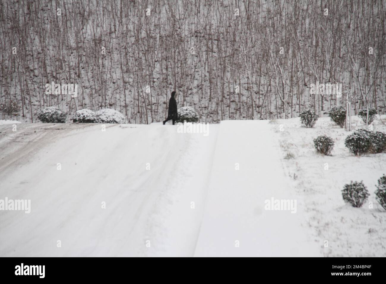 Affected by the strong cold air, a heavy snow fell in Weihai City, east ...