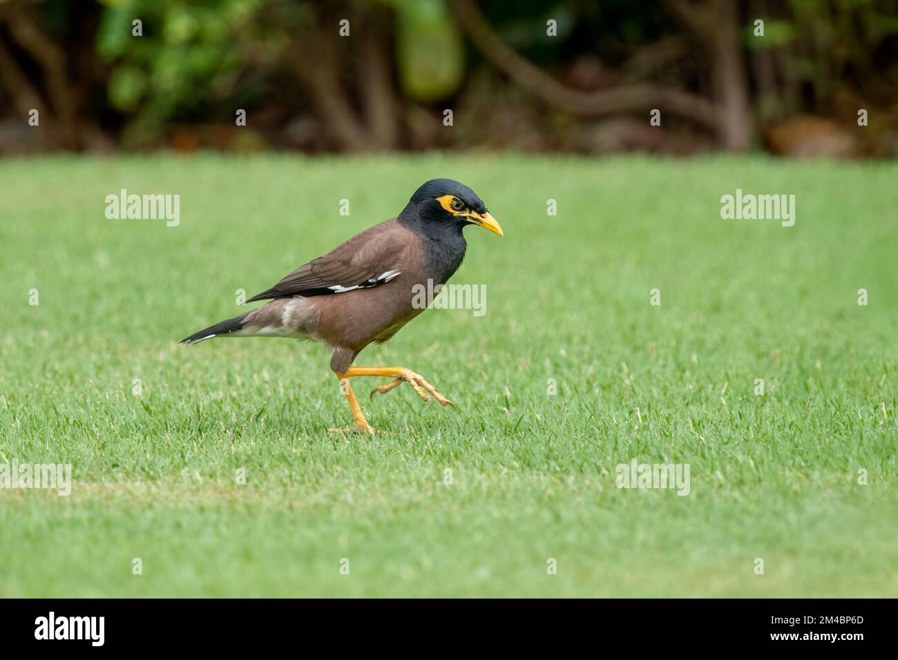 Common myna insect hi-res stock photography and images - Alamy