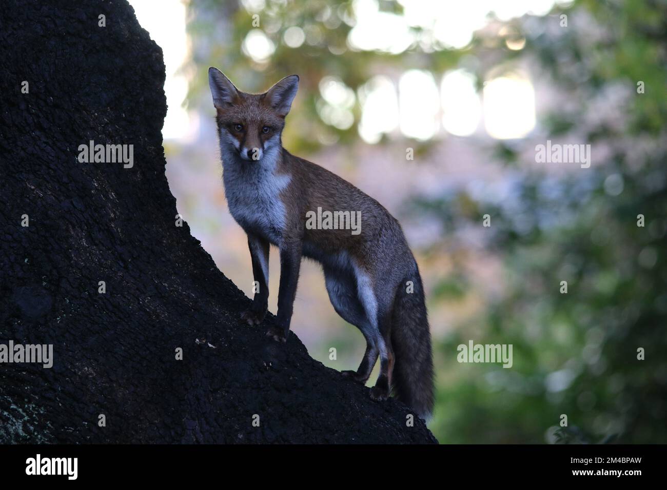 Red Fox standing on a tree trunk with subtle green background Stock ...