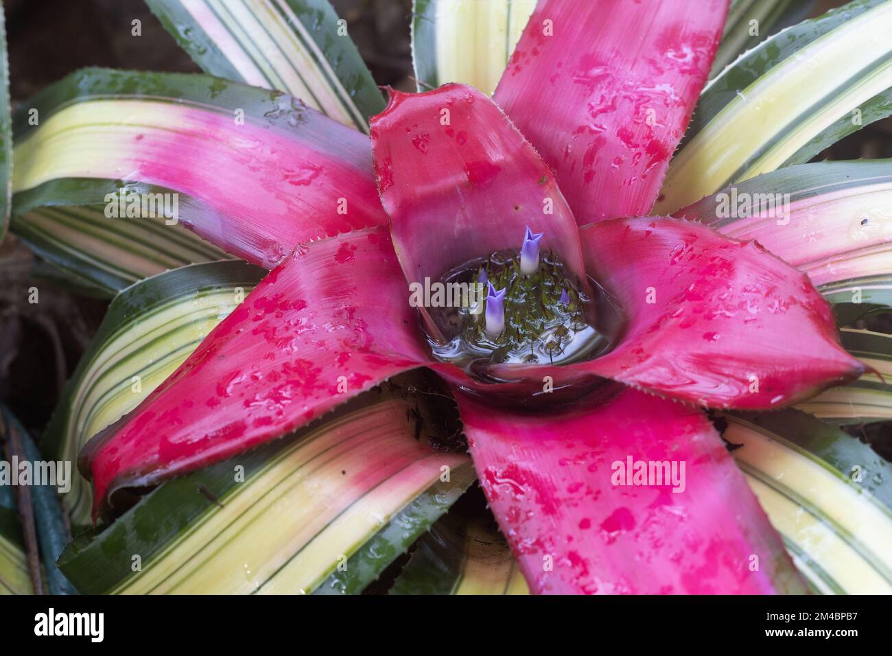 Neoregelia bromeliad flowers hi-res stock photography and images - Alamy
