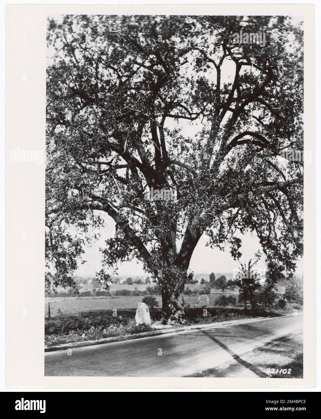 Historical Trees - New York. Photographs Relating to National Forests ...