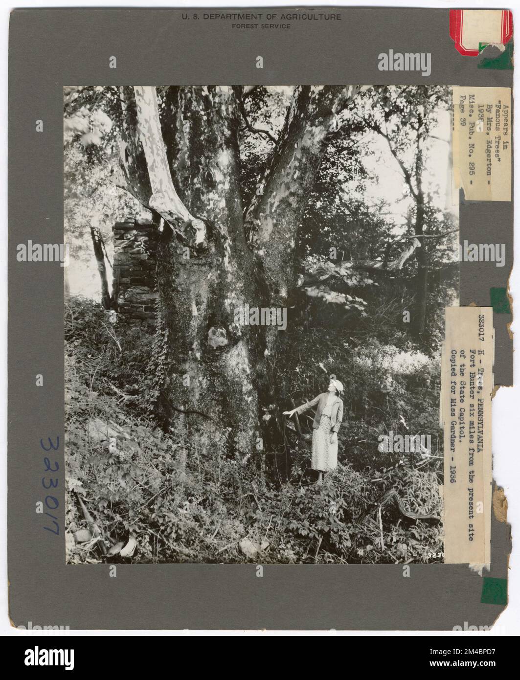 Historical Trees - Pennsylvania. Photographs Relating to National ...