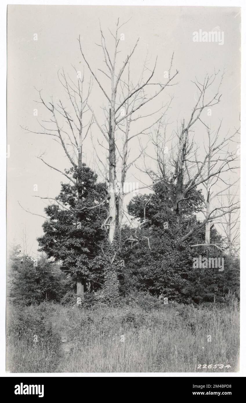Historical Trees - Pennsylvania. Photographs Relating to National ...