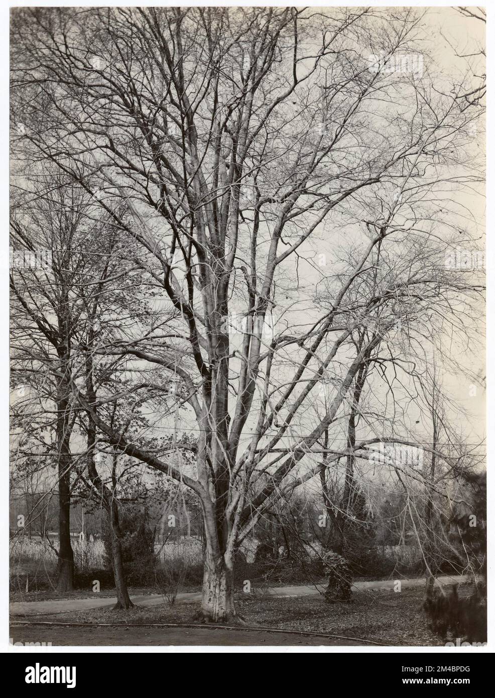 Historical Trees - Pennsylvania. Photographs Relating to National ...
