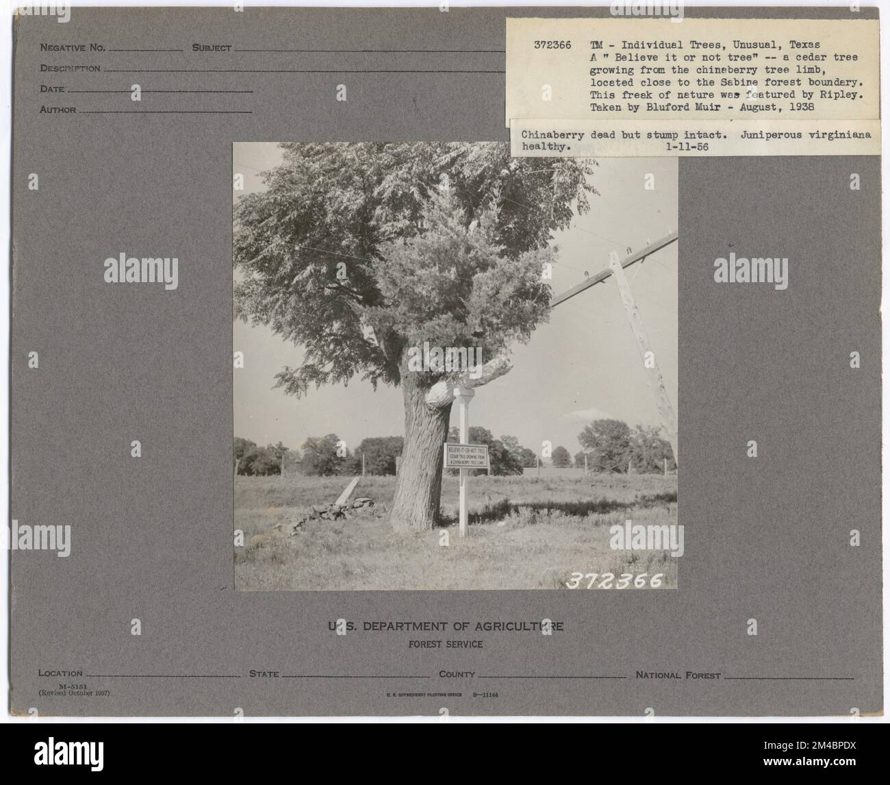 Photographs of trees of texas hi-res stock photography and images - Alamy