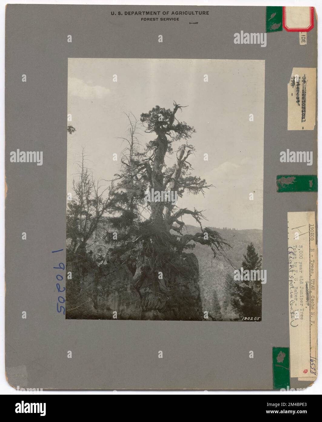 Historical Trees - Utah. Photographs Relating to National Forests ...