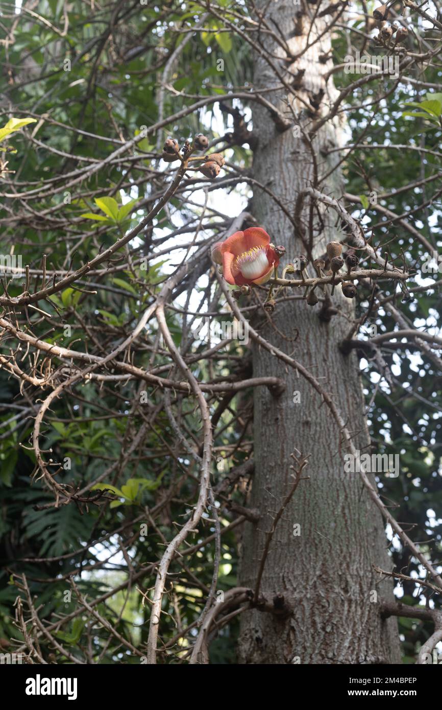 Couroupita guianensis tree, flowering Stock Photo - Alamy